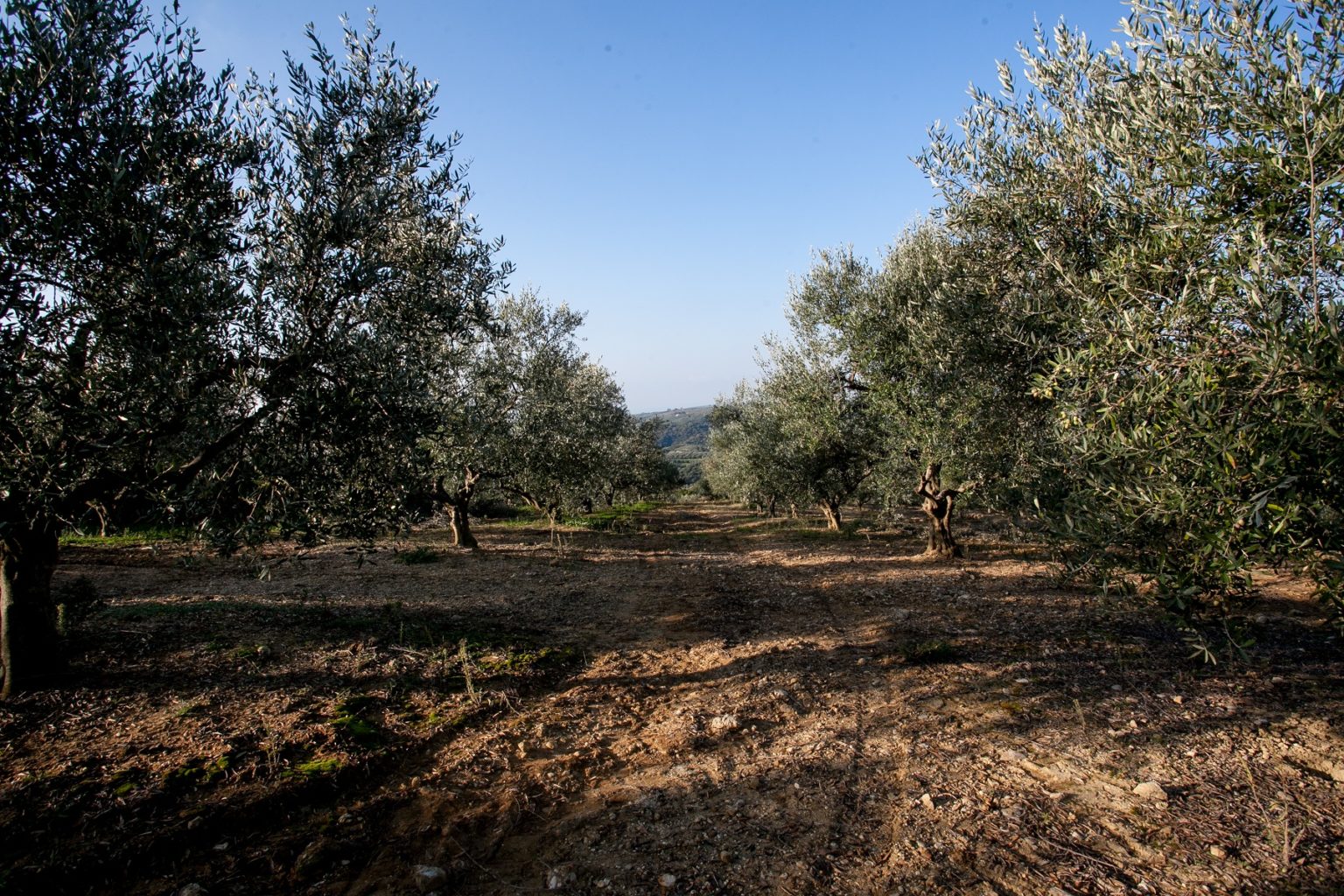 Φρέζα: πως επιδρά σε ξηρικούς ελαιώνες; | Agronomist.gr
