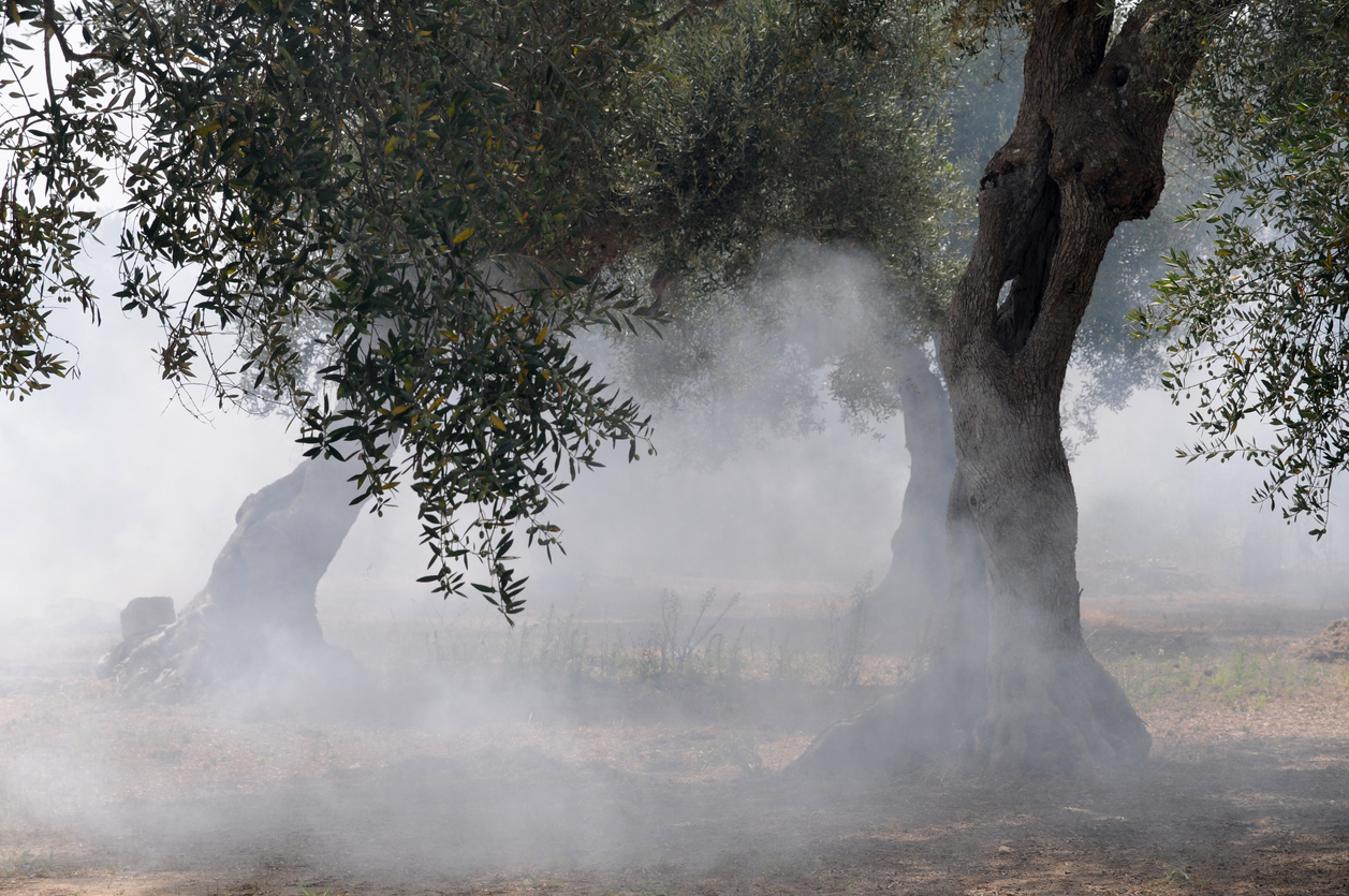 Διαχείριση ελαιόδενδρων μετά από φωτιά | Agronomist.gr