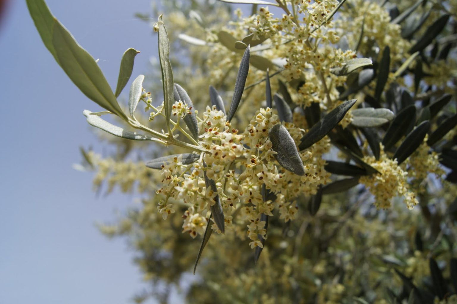 Επικονίαση και καρποφορία των ελαιοδένδρων | Agronomist.gr