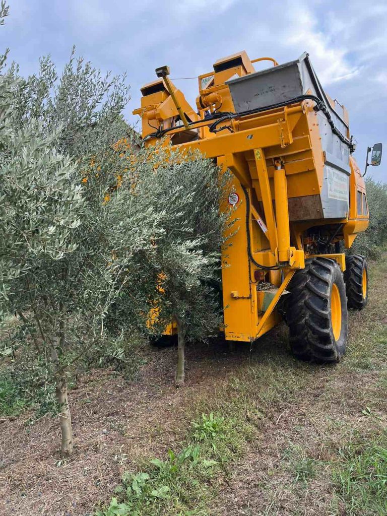 Η γραμμική καλλιέργεια της ελιάς (UPDATED 2023) | Agronomist.gr