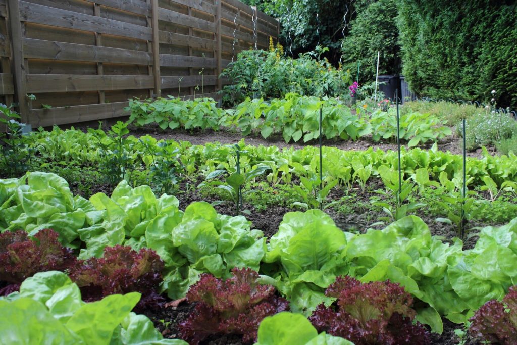 Λαχανοκομία: πλήρης οδηγός καλλιέργειας | Agronomist.gr
